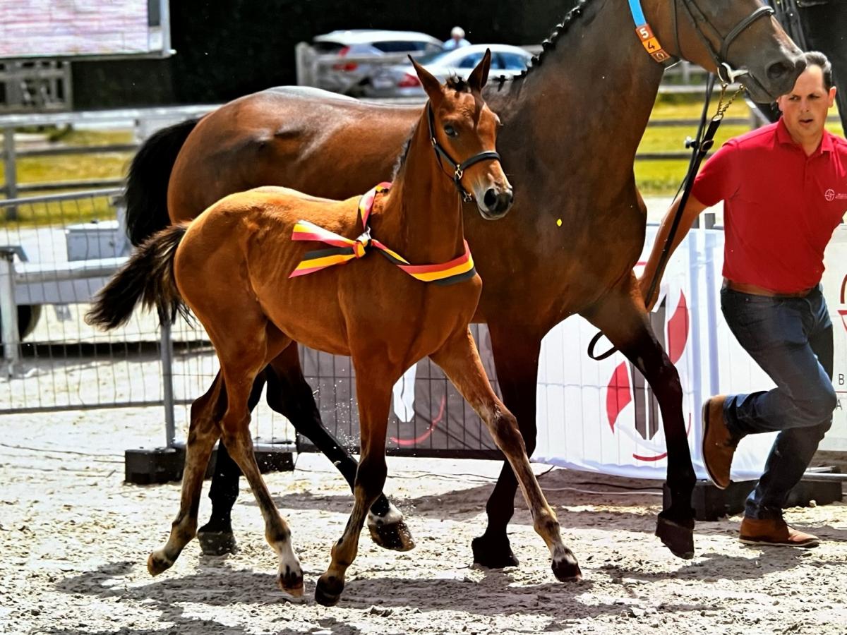 Wonphire van de Molenberg (Conthargos x Balou du Rouet) | Stoeterij De ...