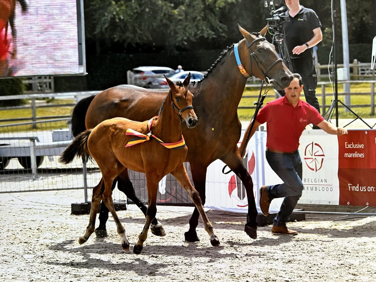 Wonphire van de Molenberg (Conthargos x Balou du Rouet) | Stoeterij De ...